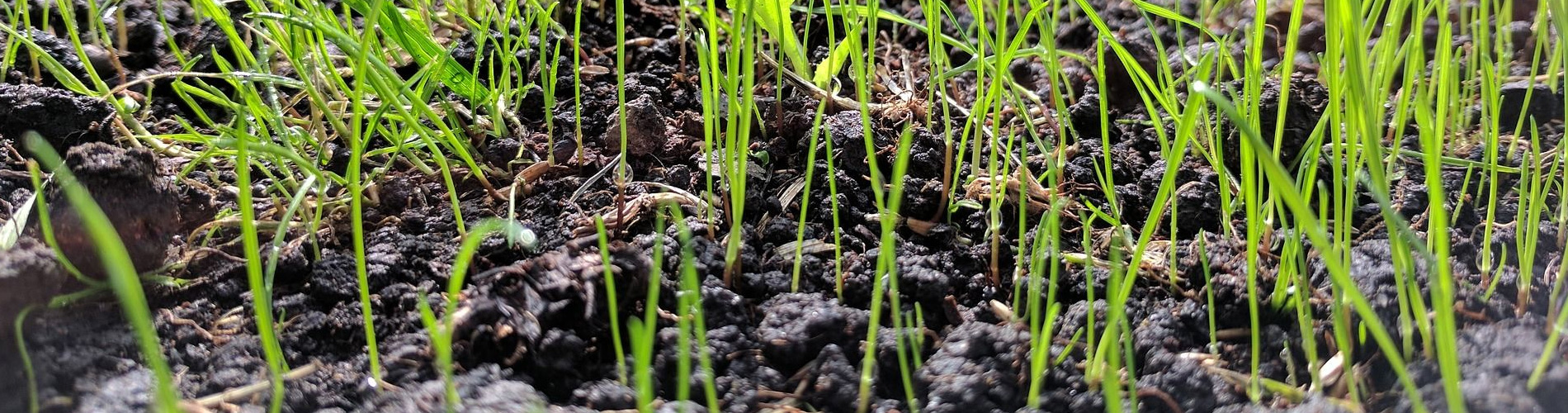 Lawn Seeding - Best Lawn Seeding